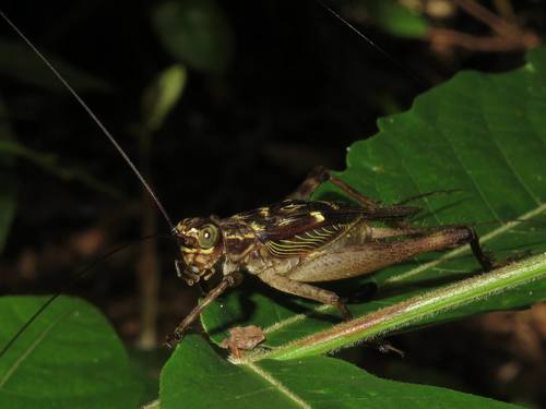 Cardiodactylus halmahera · iNaturalist