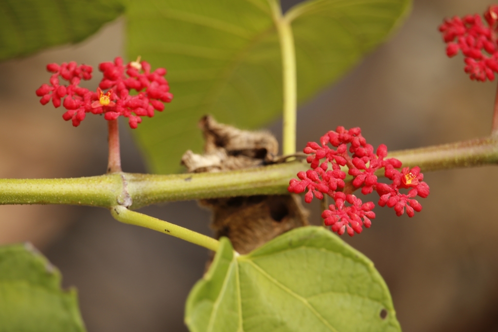 Cissus erosa from Standort: 8,657176, -83,253929 on March 6, 2023 at 02 ...
