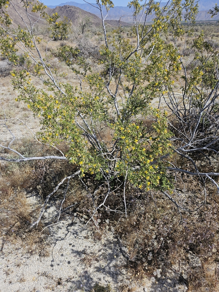 Creosote Bush from Borrego Springs, CA 92004, USA on April 23, 2023 at ...