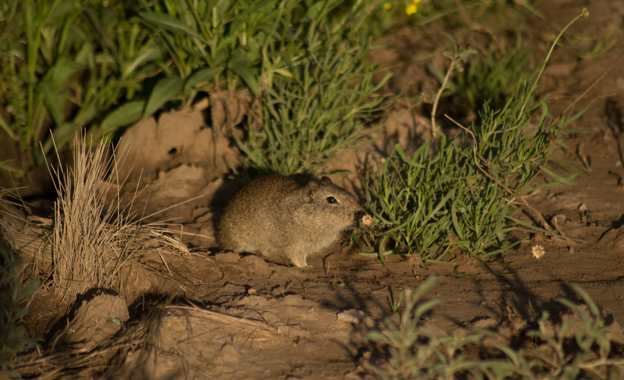 Microcavia H.Gervais & Ameghino, 1880