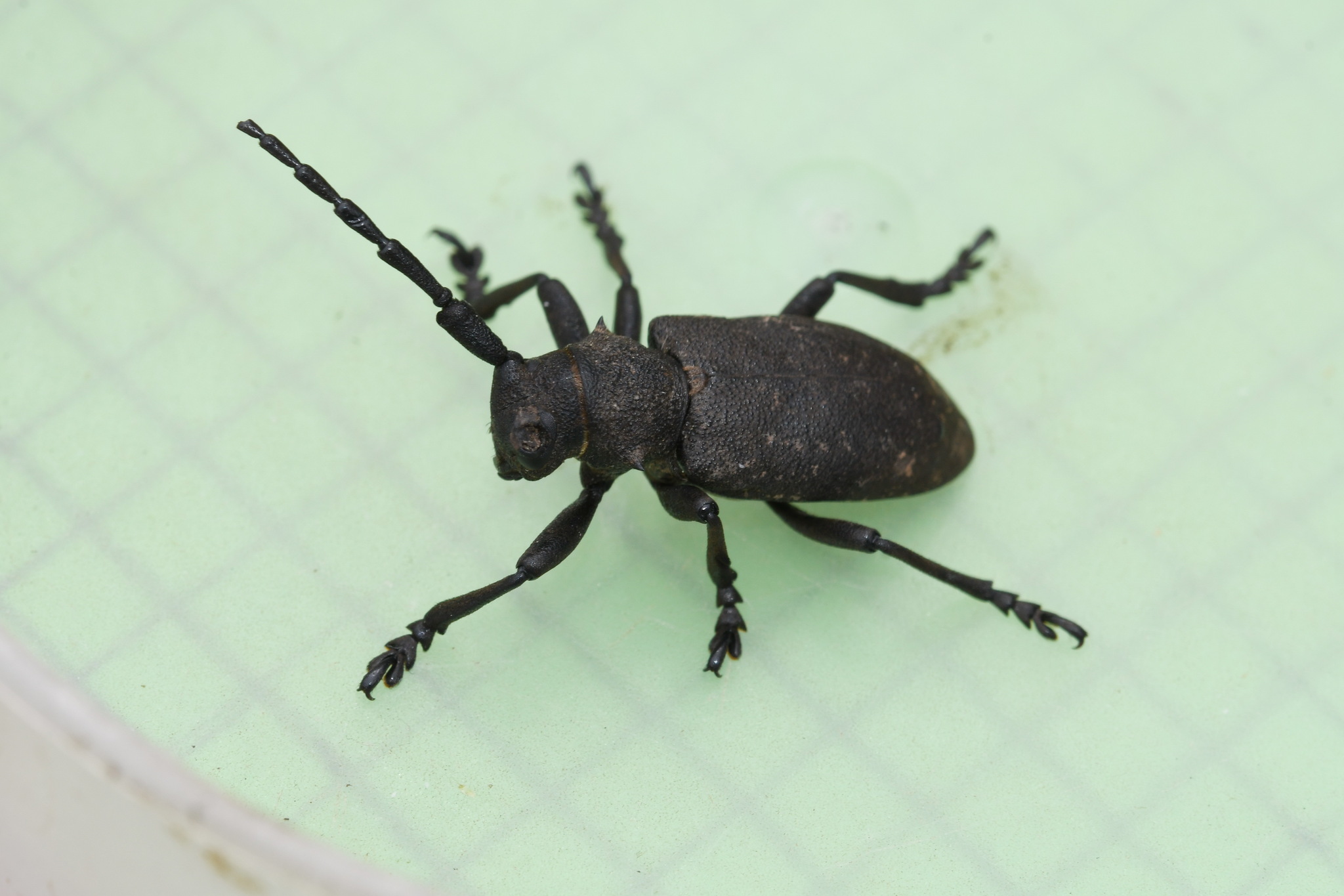 Lamia textor (Linnaeus, 1758)