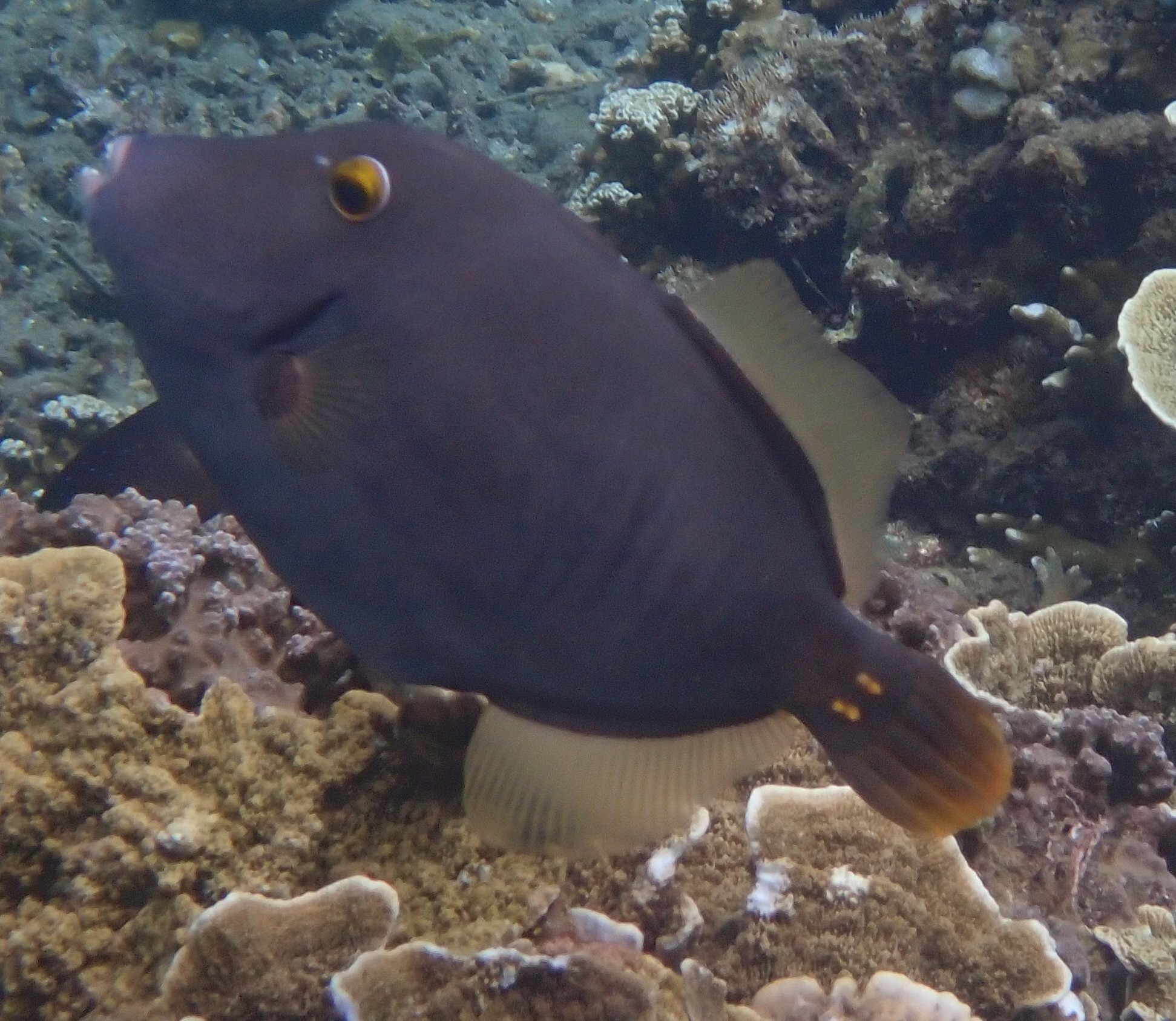 Cantherhines dumerilii (Hollard, 1854)