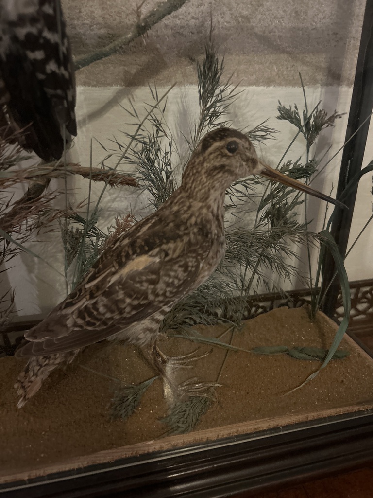 Common Snipe from Arundel Castle, Arundel, England, GB on April 22 ...