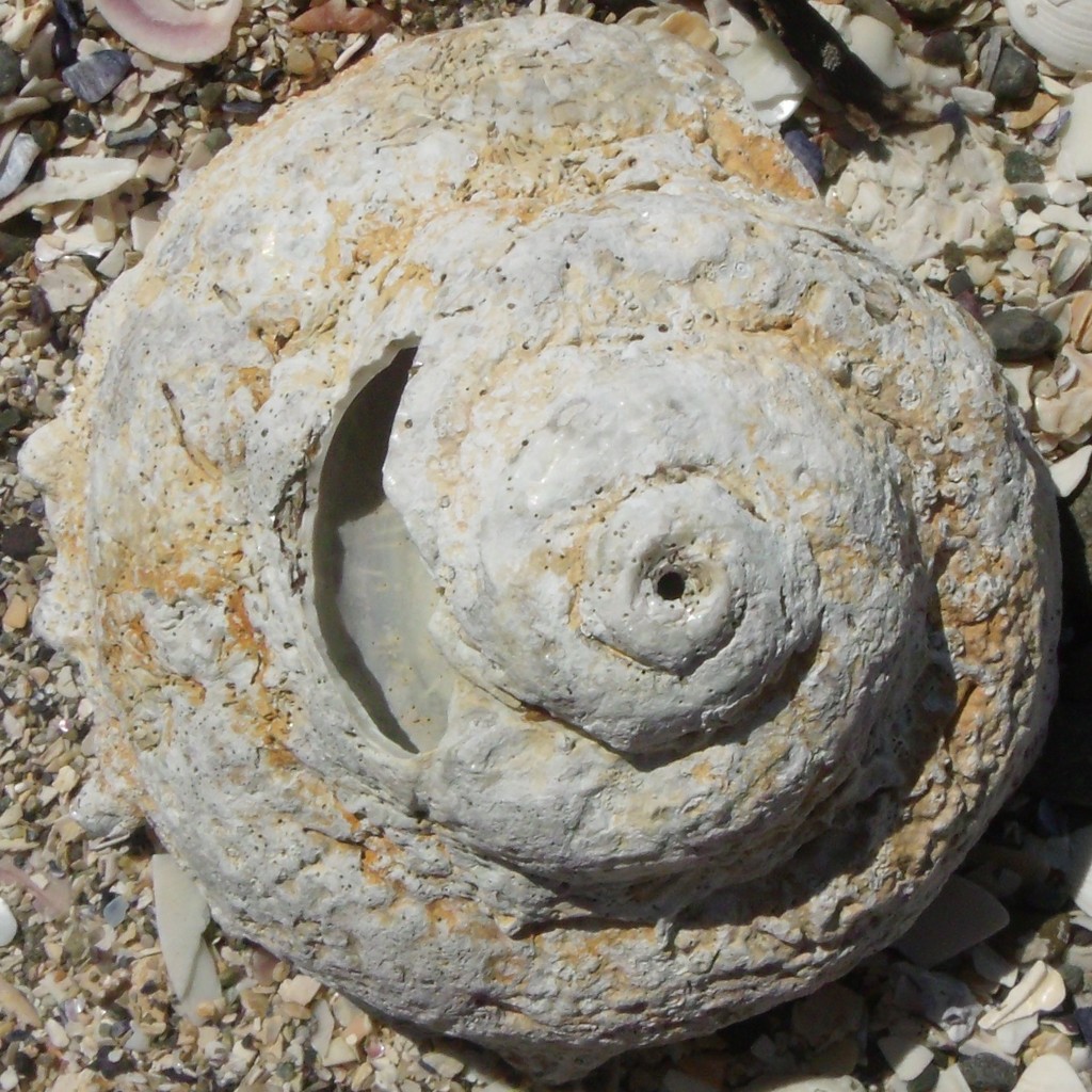 Circular Saw Shell from Maupuia, Wellington 6022, New Zealand on ...