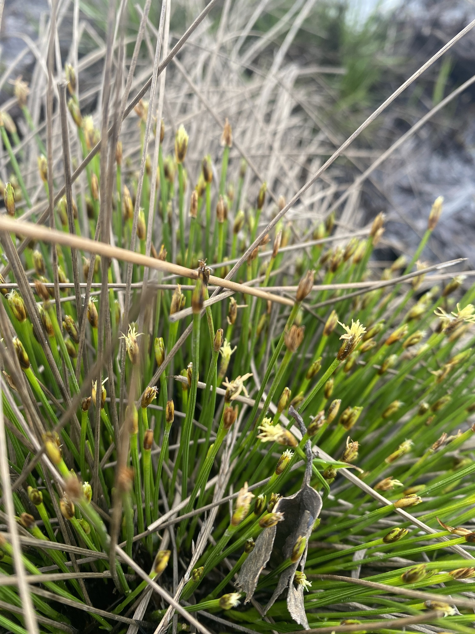Trichophorum Pers.