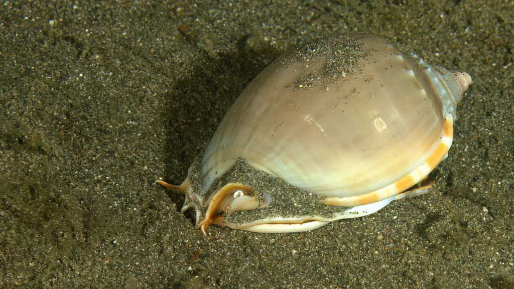 Phalium glaucum (Linnaeus, 1758)