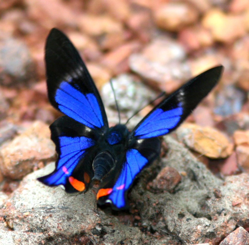 Periander Metalmark from Carajás, Parauapebas - PA, 68515-000, Brazil ...
