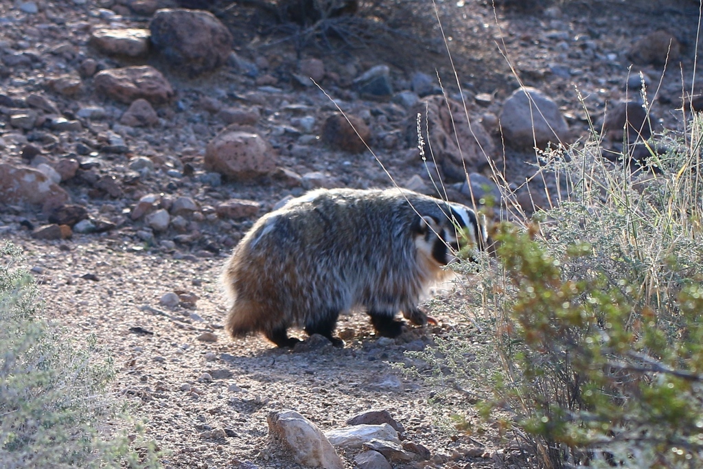 American Badger from Mojave National Preserve, California' on November ...