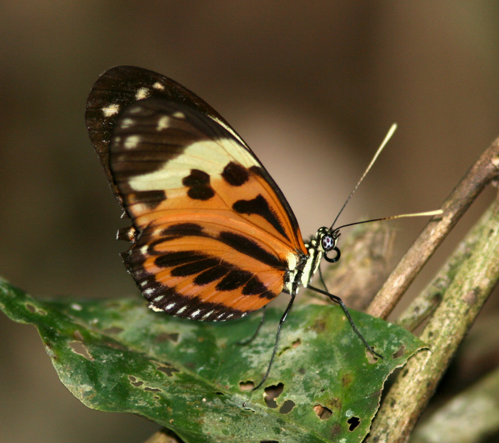 Numata longwing from Carajás, Parauapebas - PA, 68515-000, Brazil on ...