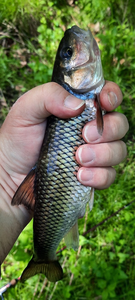 Fallfish in April 2023 by John Aufderheide · iNaturalist