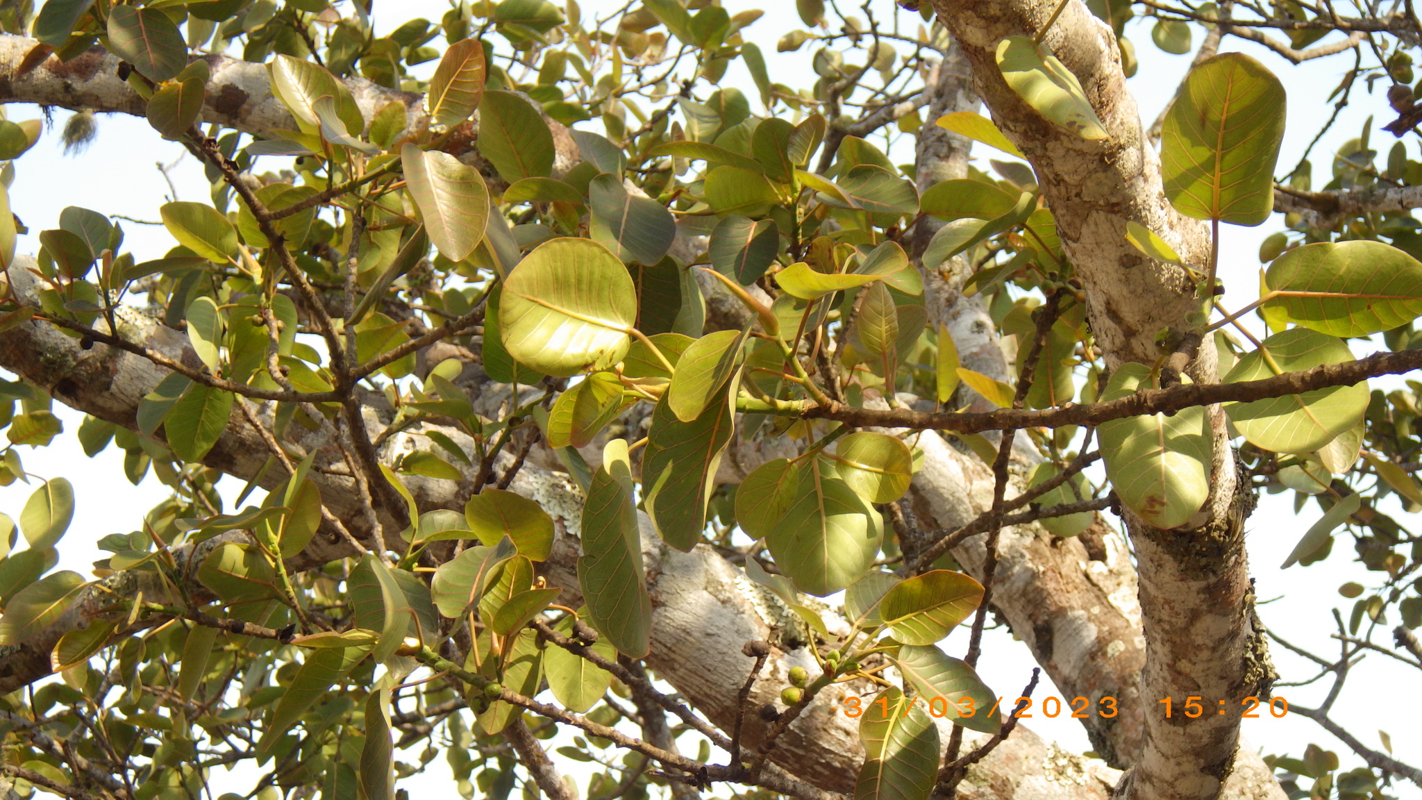 Ficus cotinifolia Kunth