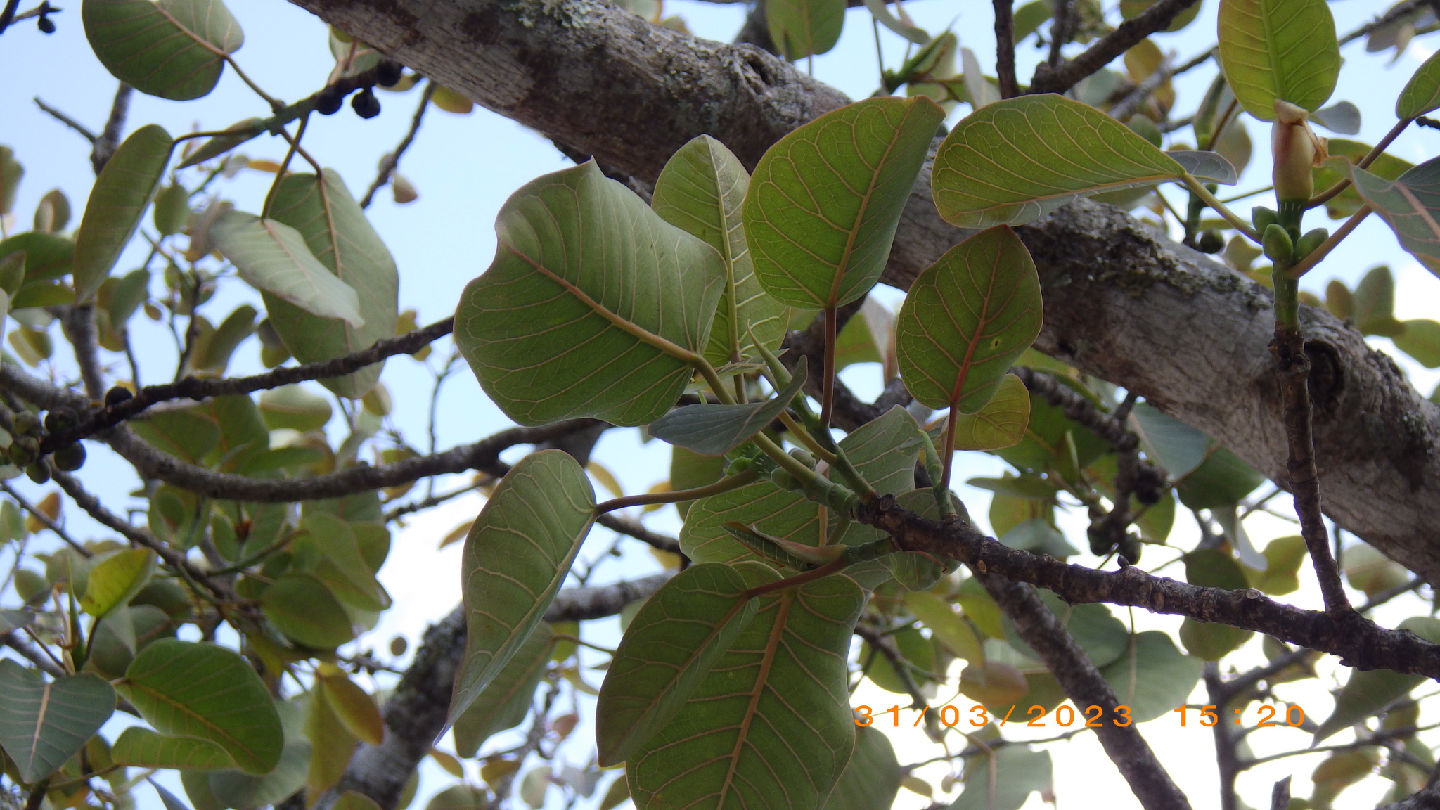Ficus cotinifolia Kunth