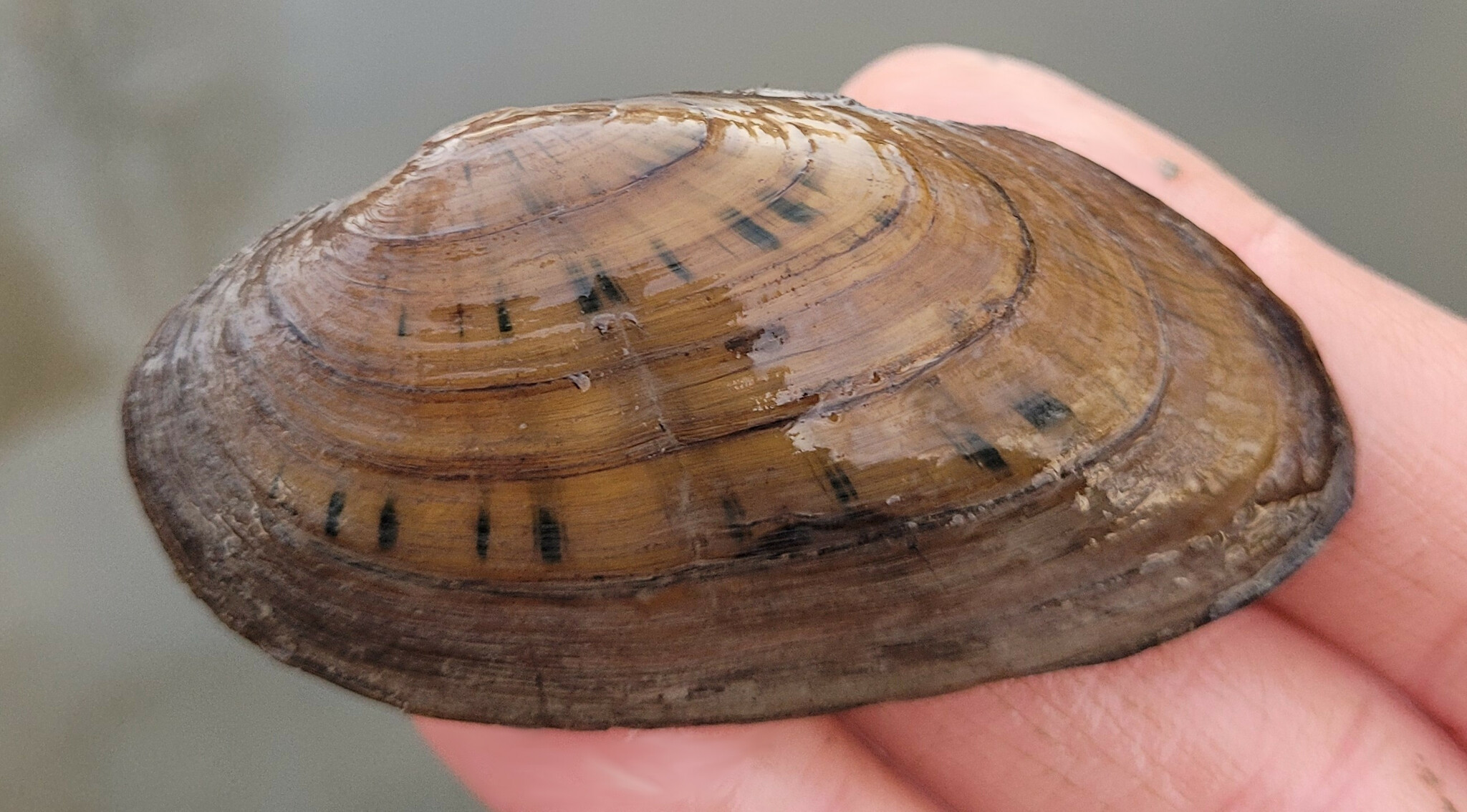 Ptychobranchus fasciolaris (Rafinesque, 1820)