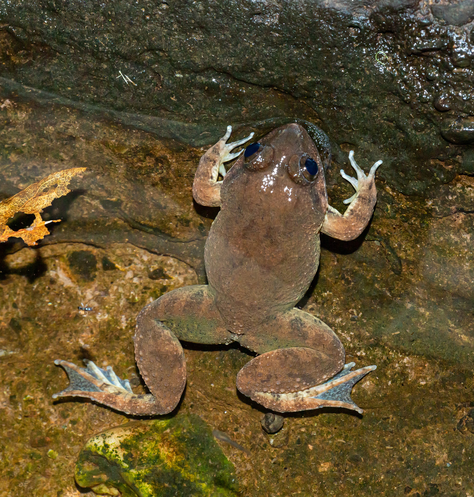 Ban Khun Klang Wart Frog from 中国云南省西双版纳傣族自治州勐腊县 on April 23, 2023 at 11 ...