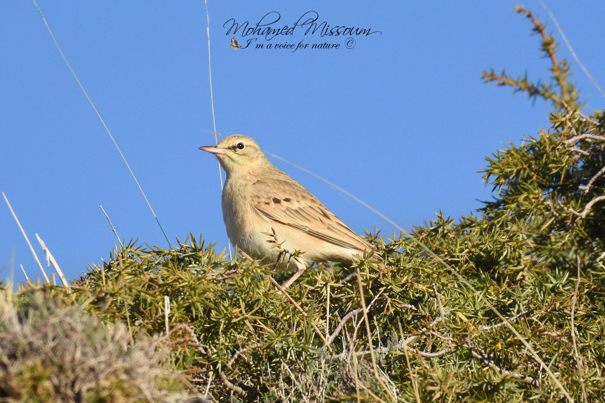 Anthus campestris (Linnaeus, 1758)