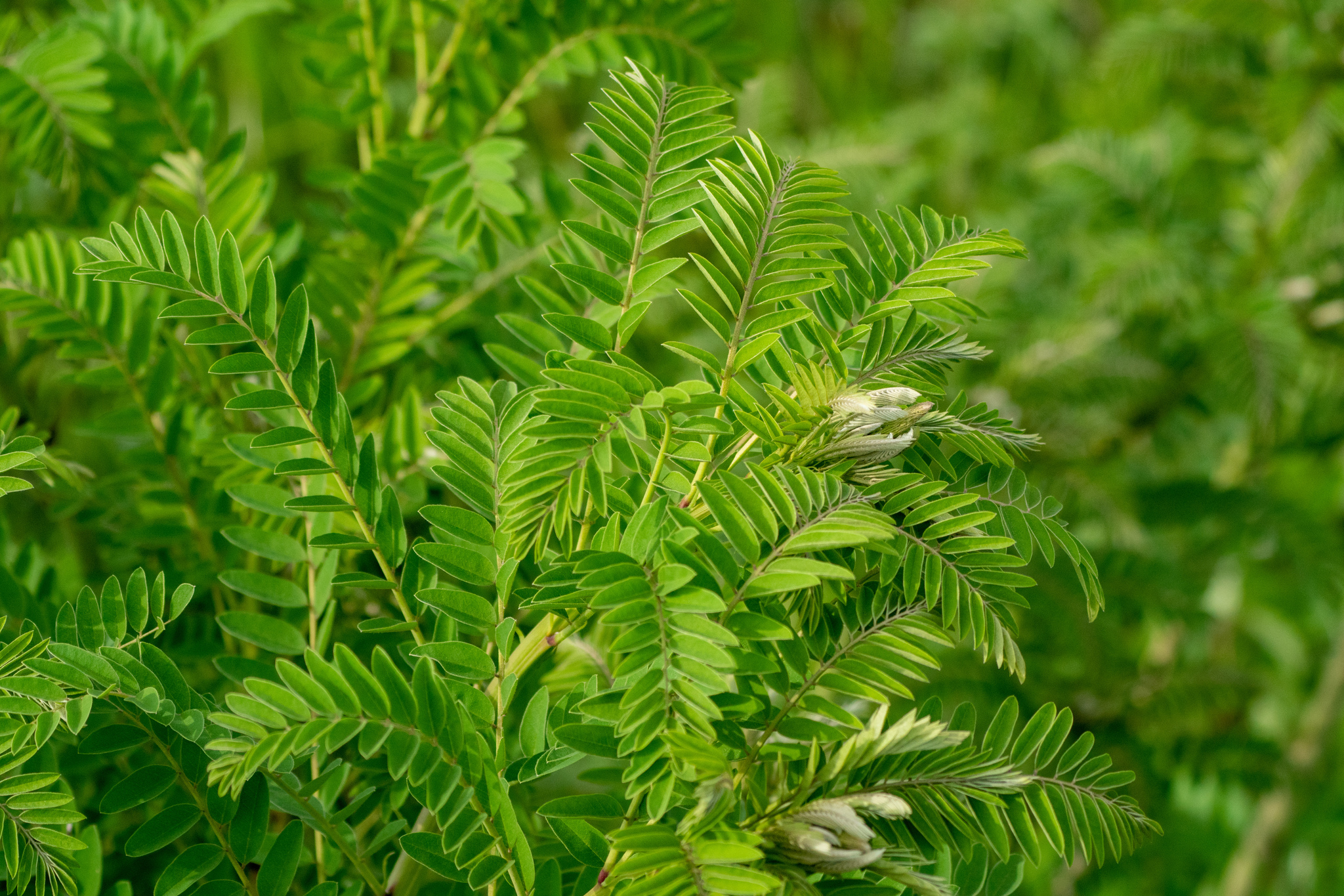 Sophora flavescens Aiton