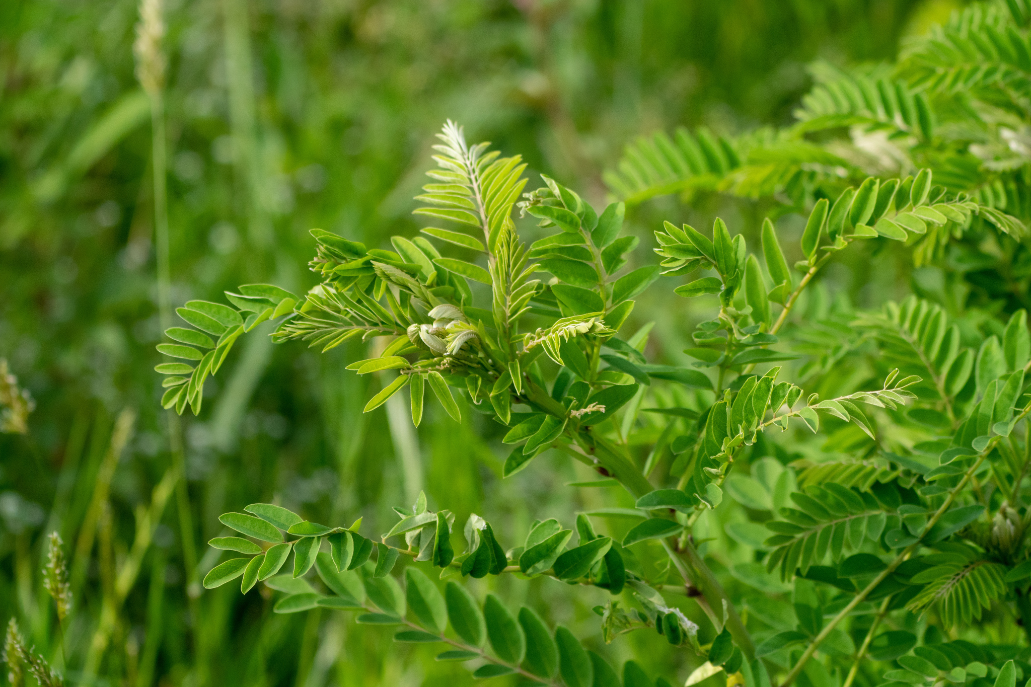 Sophora flavescens Aiton