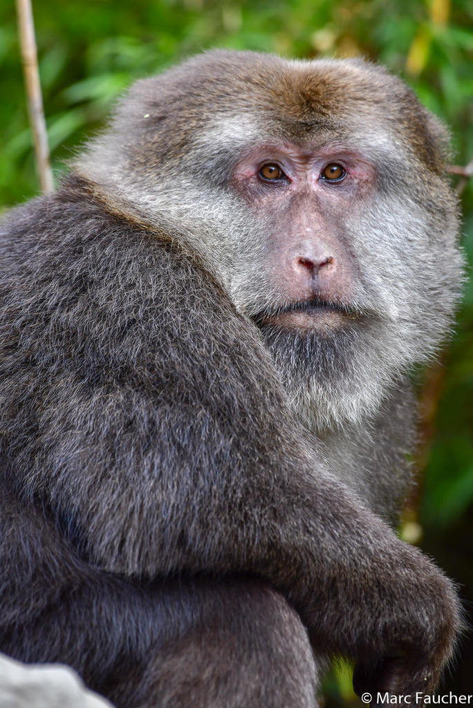 Tibetan Macaque in October 2018 by pfaucher · iNaturalist