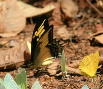 Androgeus Swallowtail from Carajás, Parauapebas - PA, 68515-000, Brazil ...