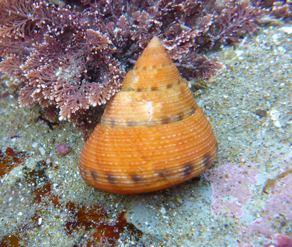 Calliostoma gloriosum (Northern California Rocky Intertidal Species ...