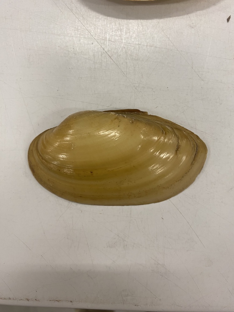 Canary Kingshell in April 2023 by knp_aquaticzoologist. Licking River ...