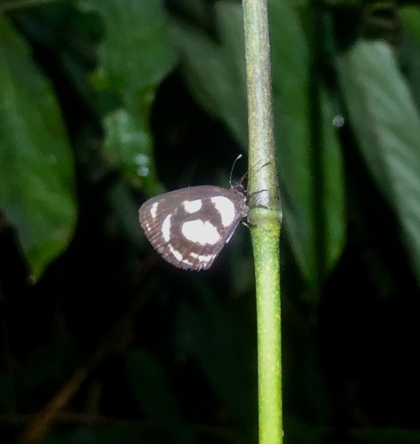 Falcuna campimus · iNaturalist