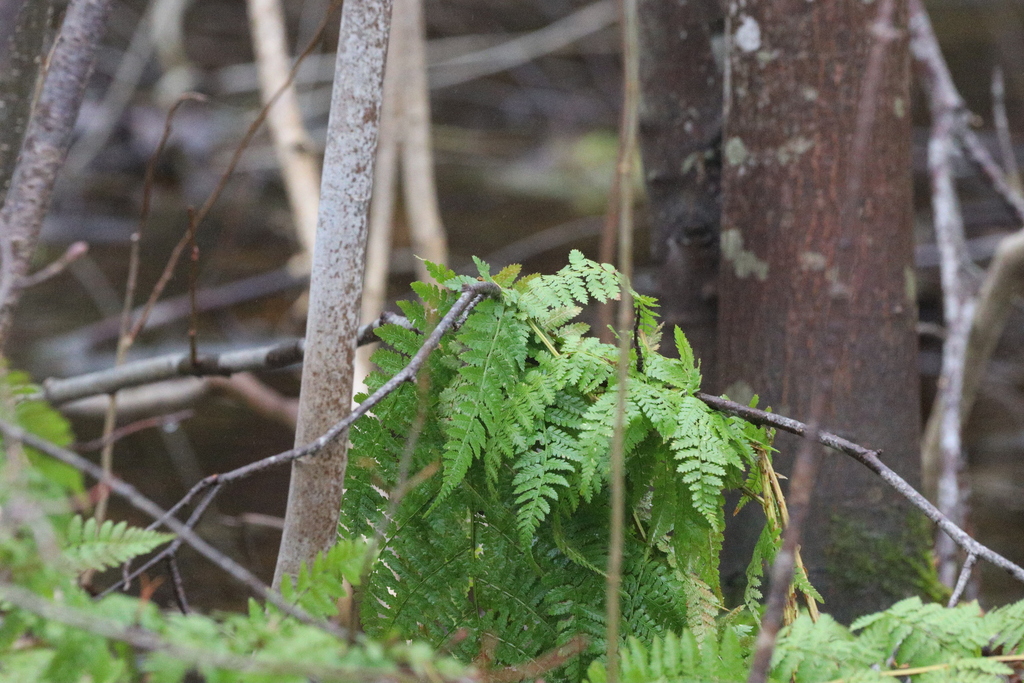 wood ferns from Algoma District, ON, Canada on April 23, 2023 at 11:14 ...