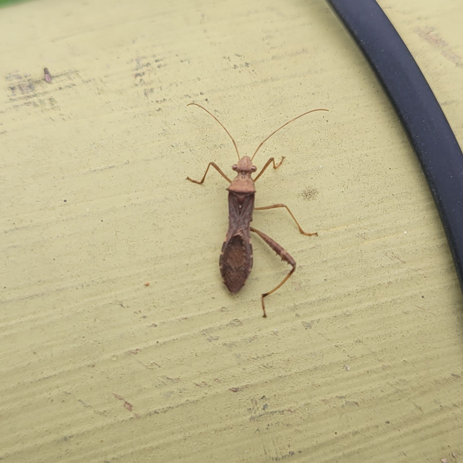 Riptortus linearis (Fabricius, 1775)