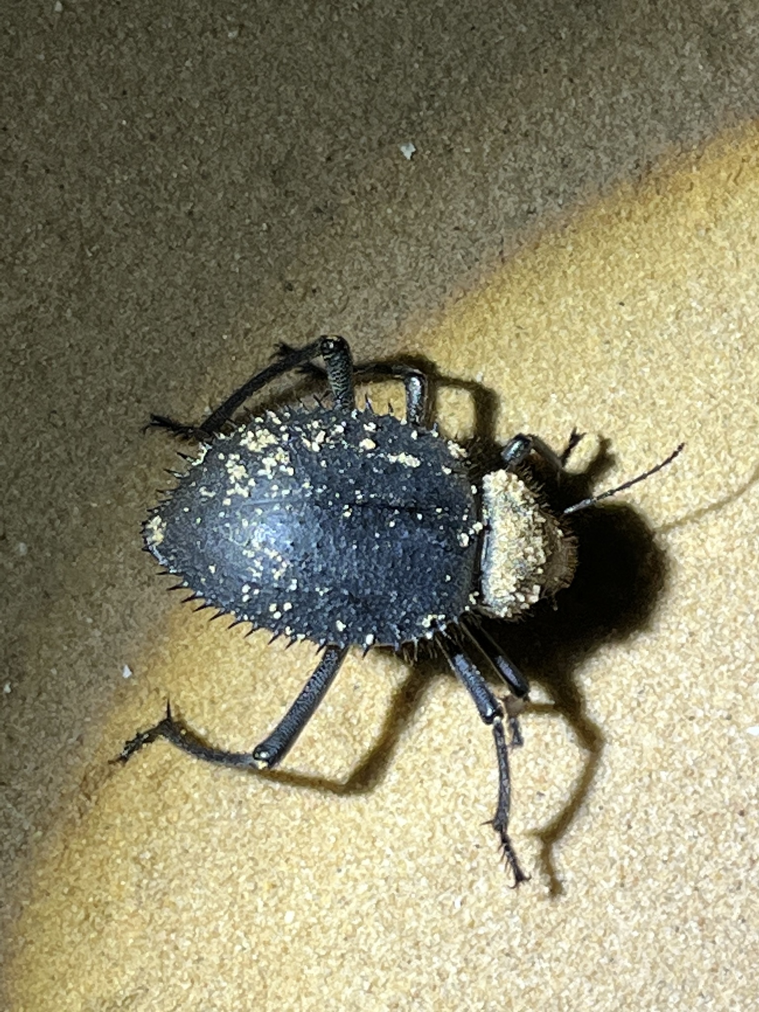 Prionotheca coronata