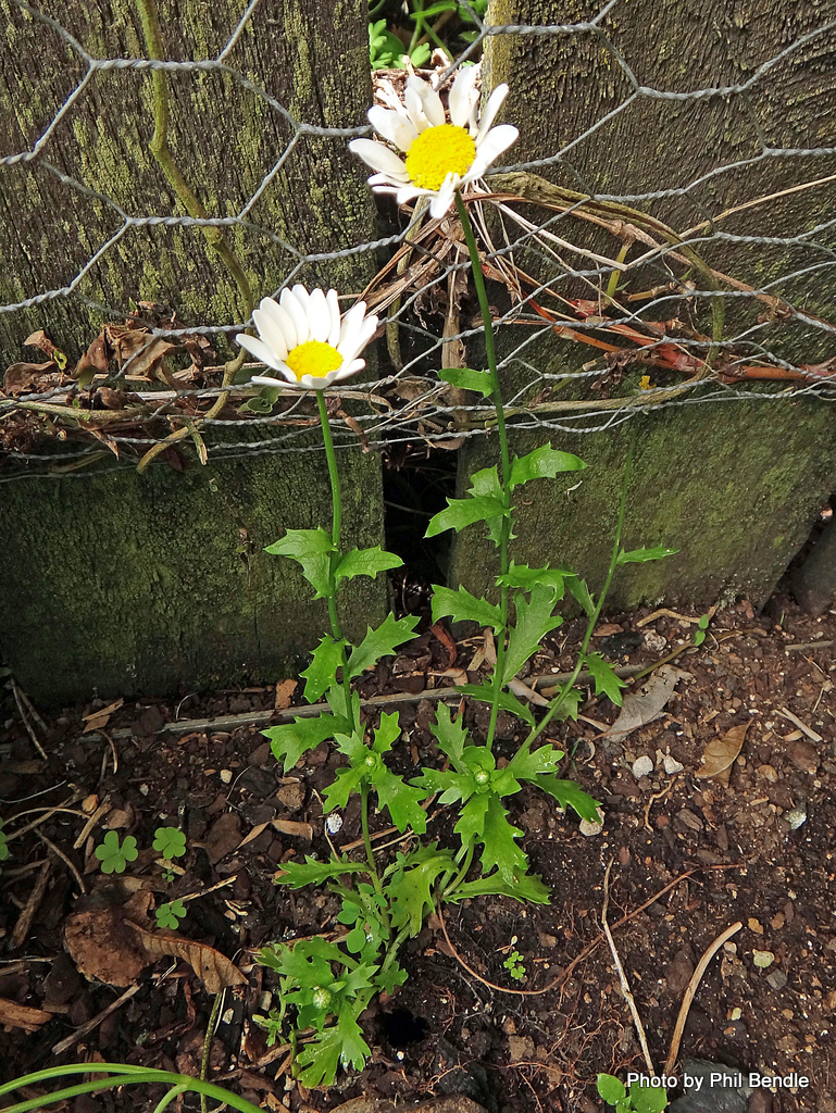 mini-marguerite from Merrilands, New Plymouth on November 26, 2015 by ...