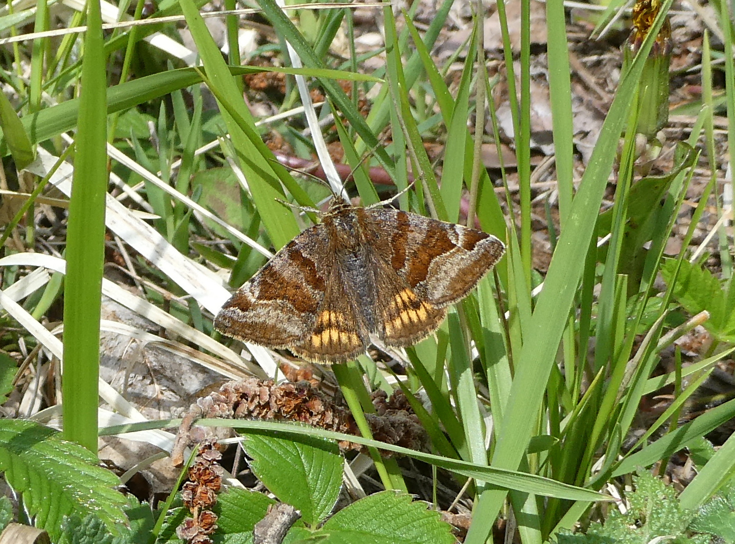 Euclidia glyphica Linnaeus, 1758