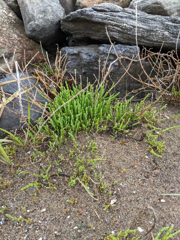 Perennial Glasswort from Great Neck, NY, USA on April 23, 2023 at 12:36 ...