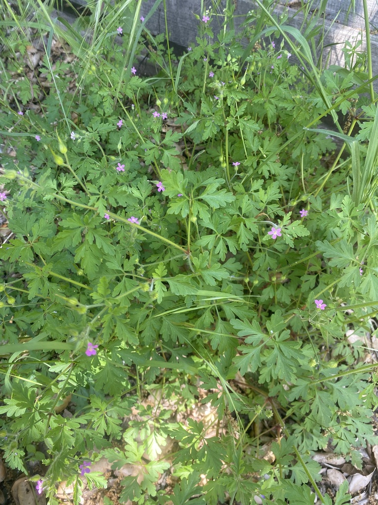 Ruberta from Central Ave, Sonoma, CA, US on April 23, 2023 at 12:19 PM ...