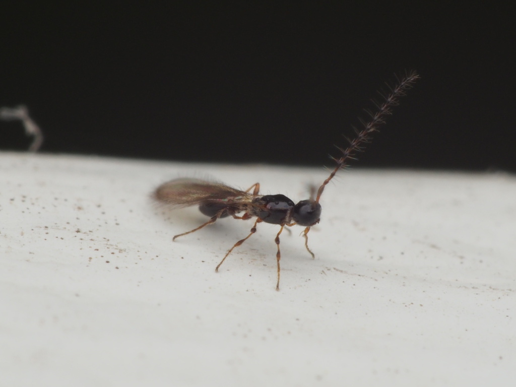 Trichopria from North Island, Kaeo, Northland, NZ on April 23, 2023 at ...