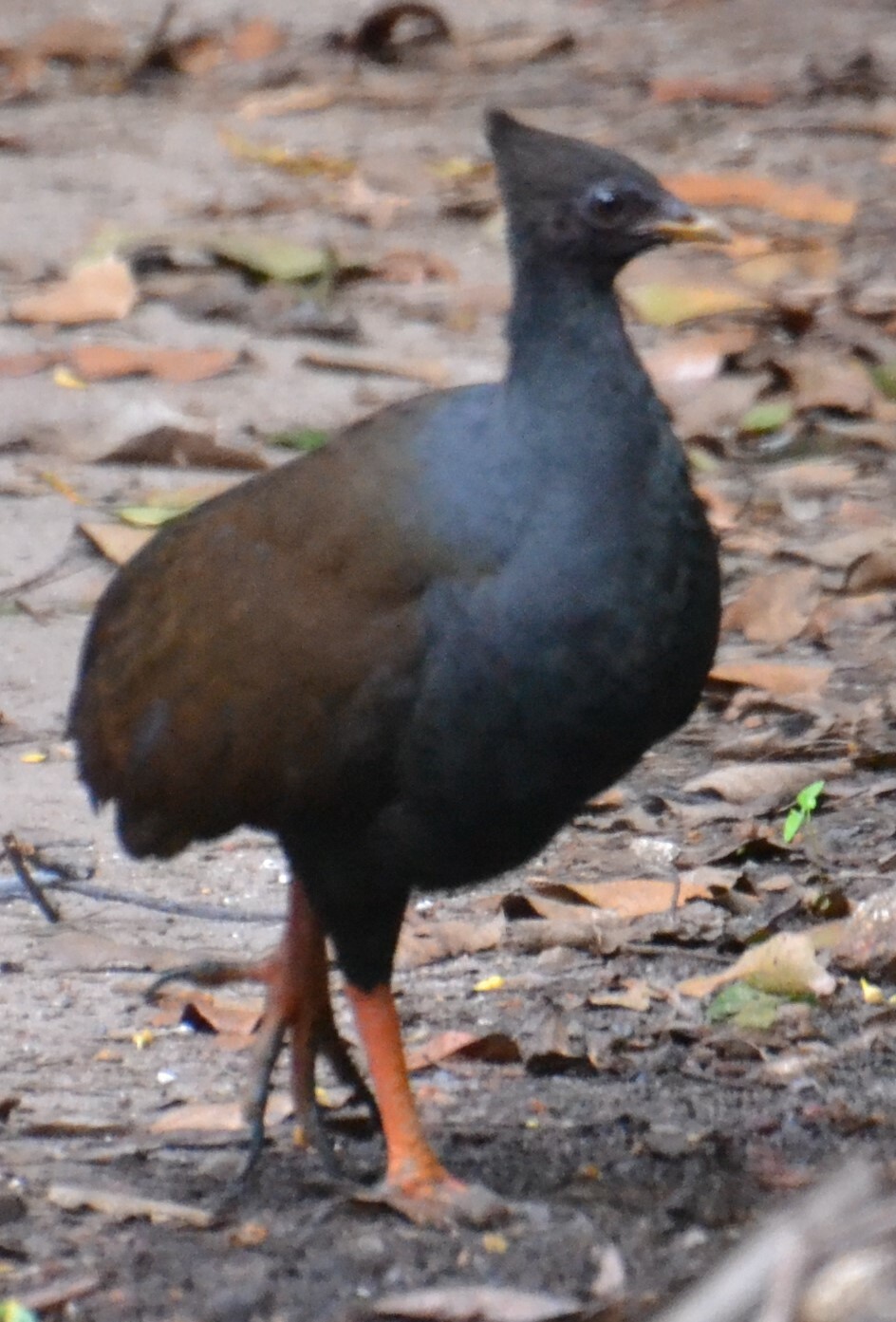 Megapodius reinwardt Dumont, 1823