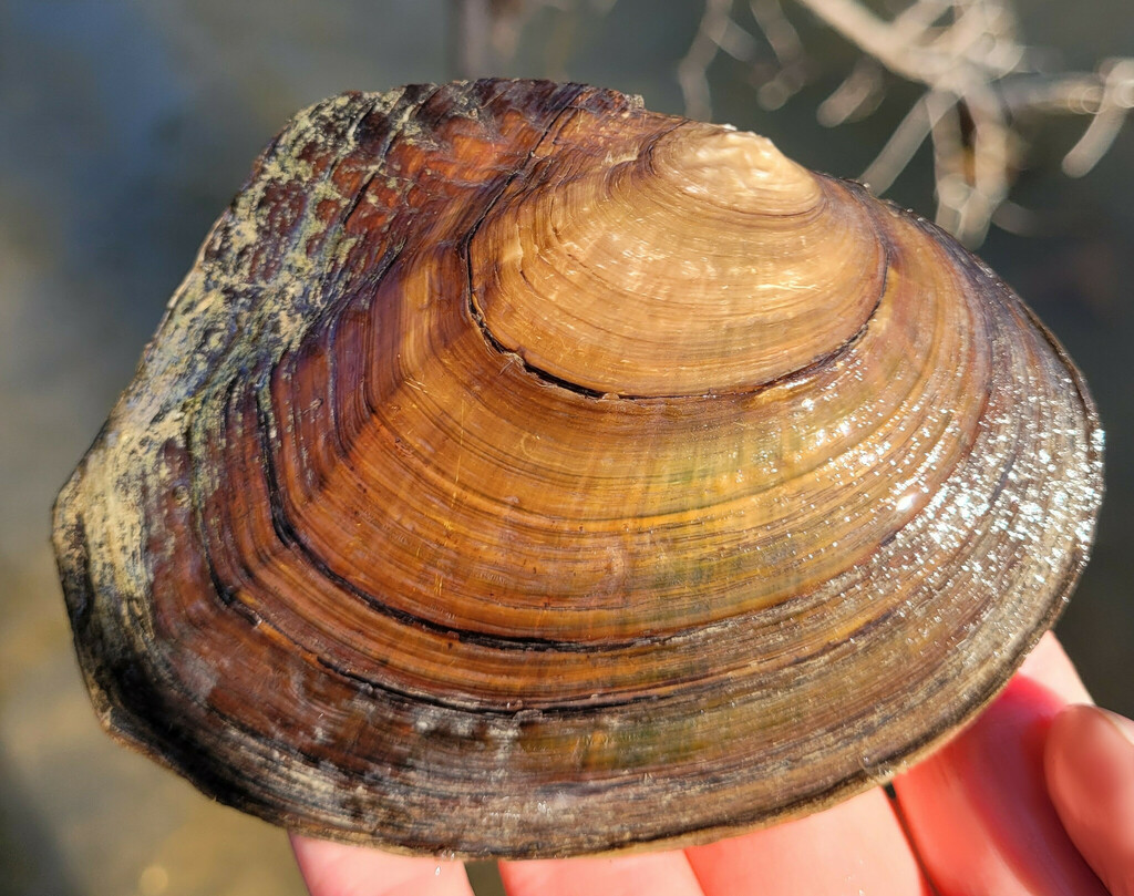 White Heelsplitter (Freshwater Mussels of the French Creek Watershed ...