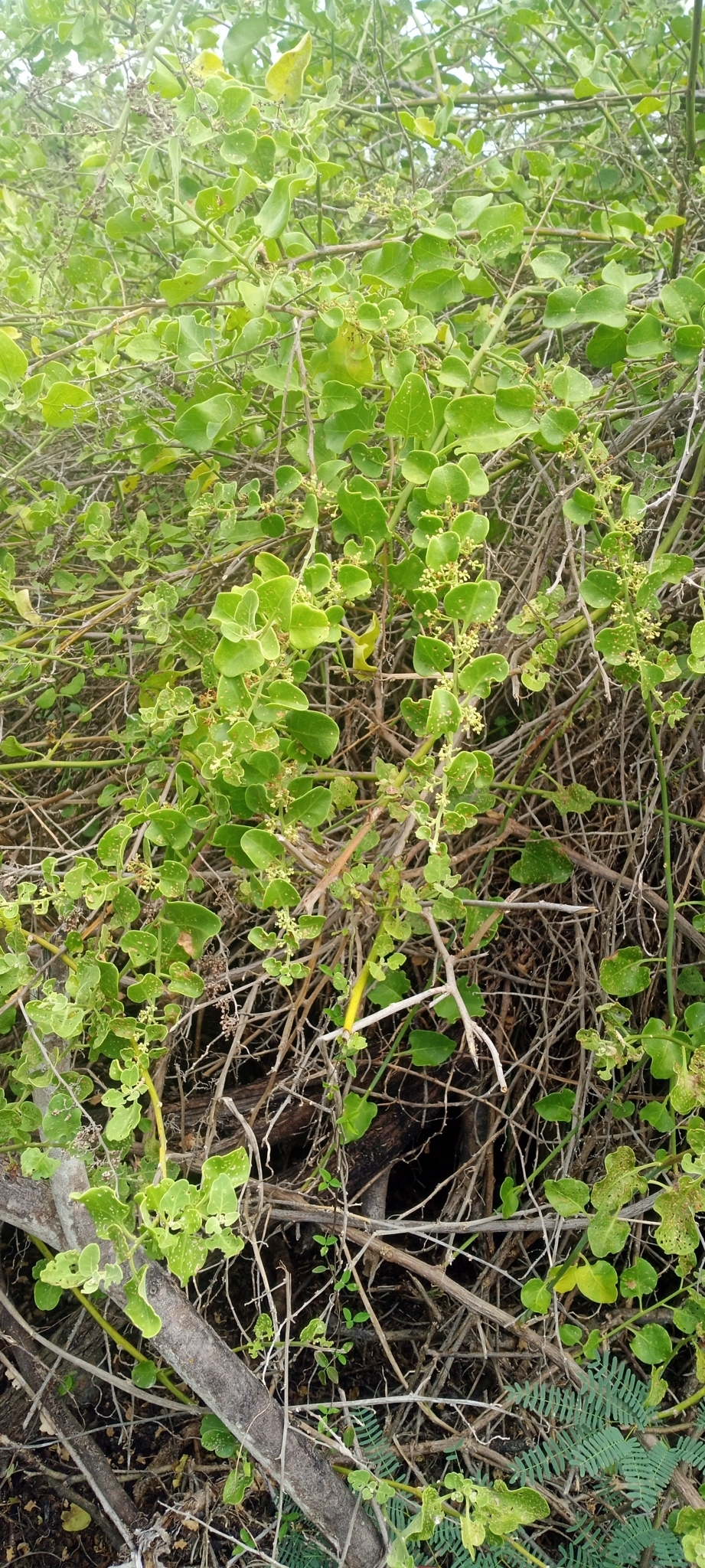 Cryptocarpus pyriformis Kunth