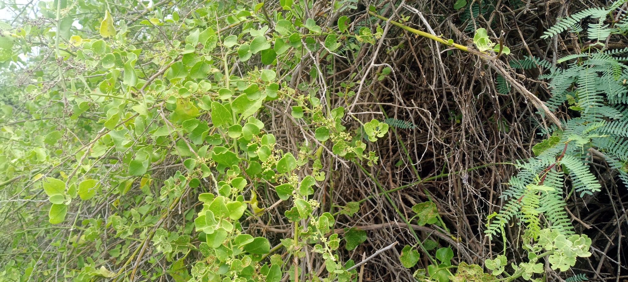 Cryptocarpus pyriformis Kunth