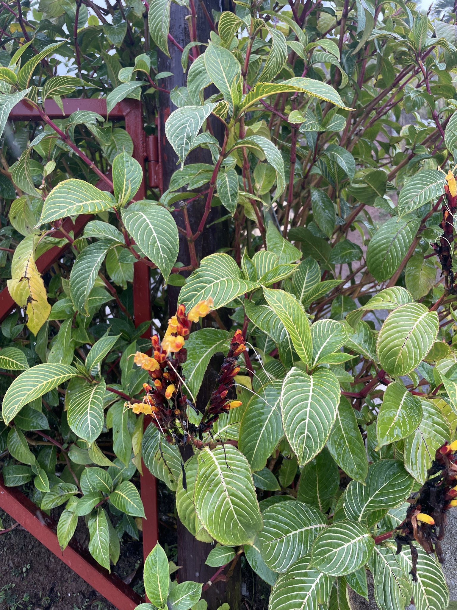 Sanchezia parvibracteata Sprague & Hutch.