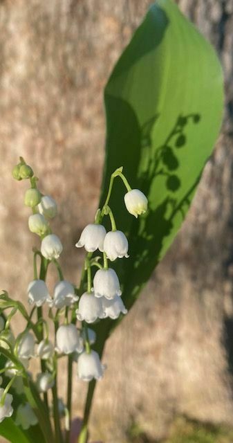 lilies of the valley from Chesterfield County, VA, USA on April 21 ...