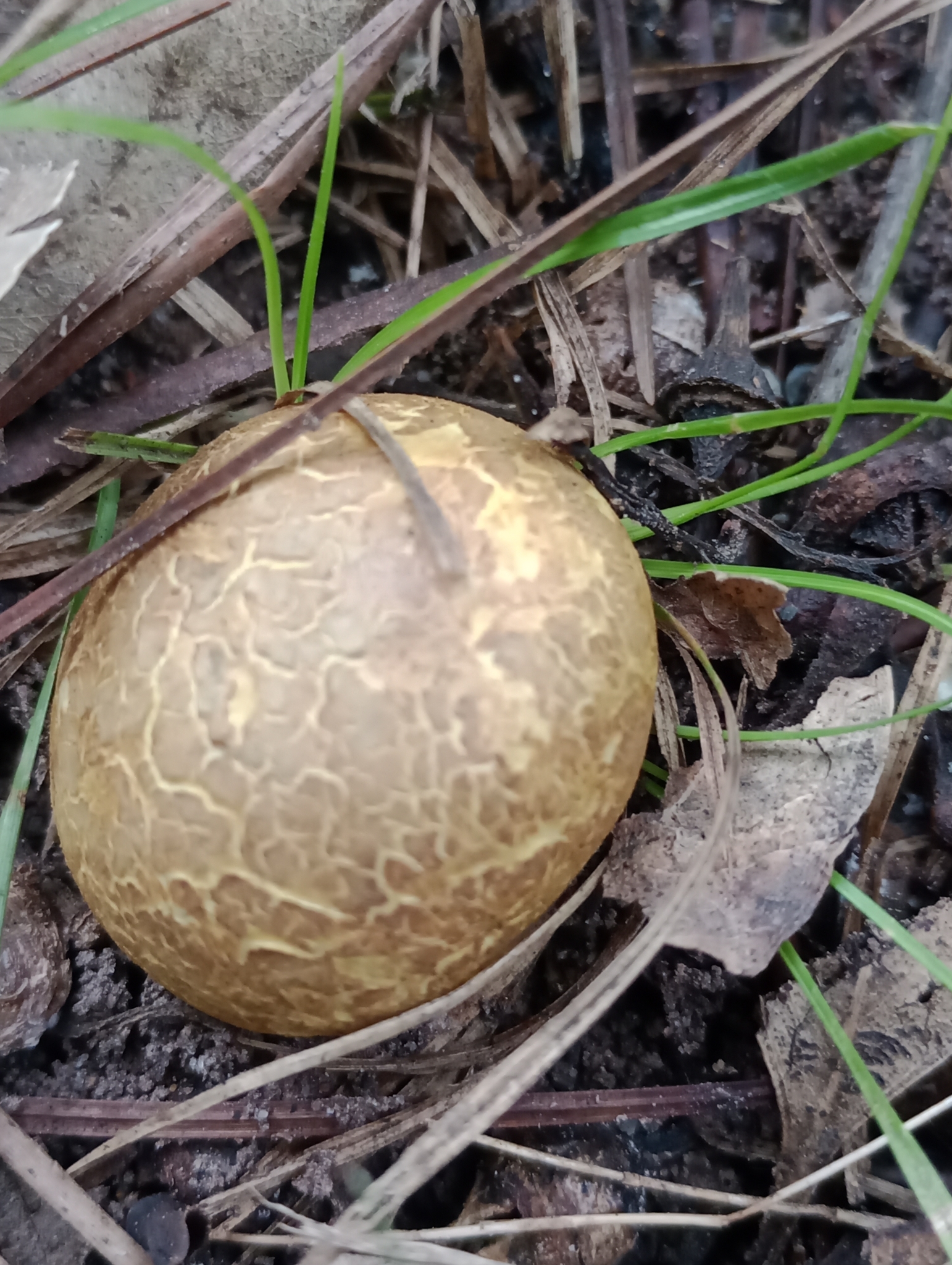 Scleroderma cepa Pers.