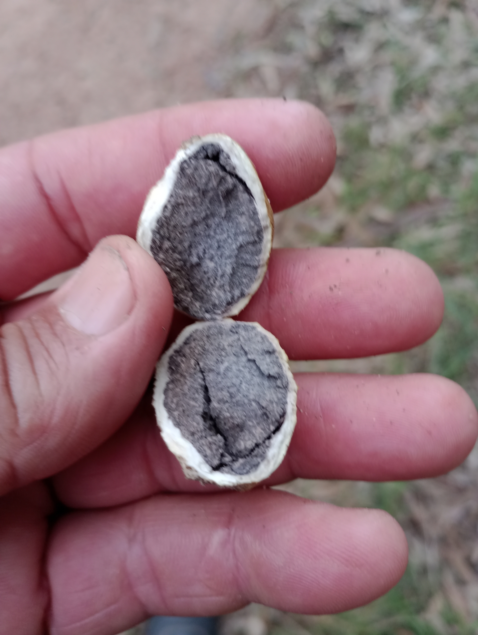 Scleroderma cepa Pers.