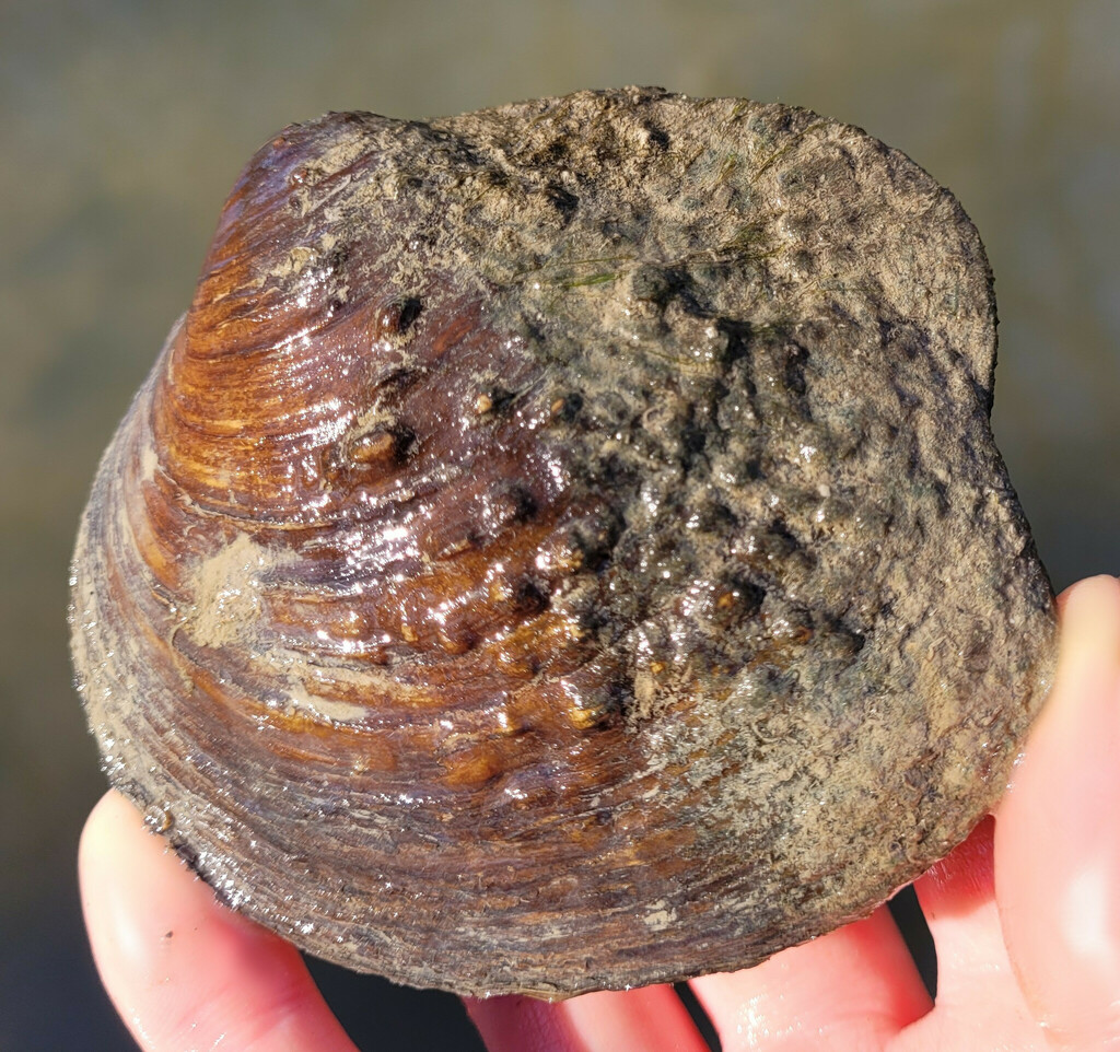 Purple Wartyback in November 2022 by Brenda Van Ryswyk · iNaturalist