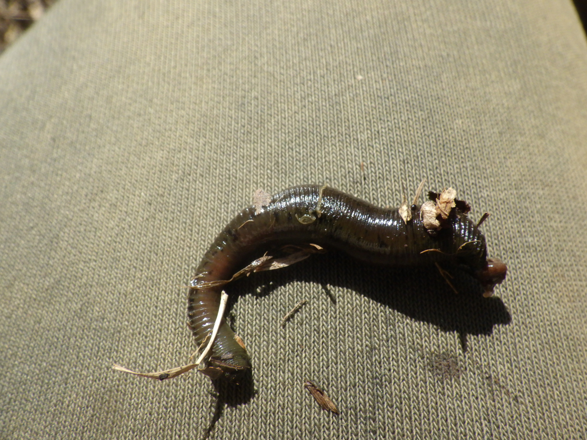 Haemopidae