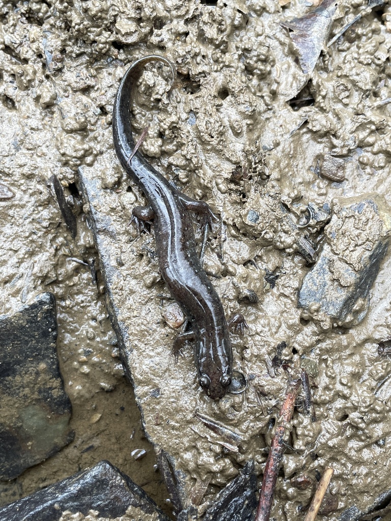 Northern Dusky Salamander from Simons Rock Rd, Penn Run, PA, US on ...