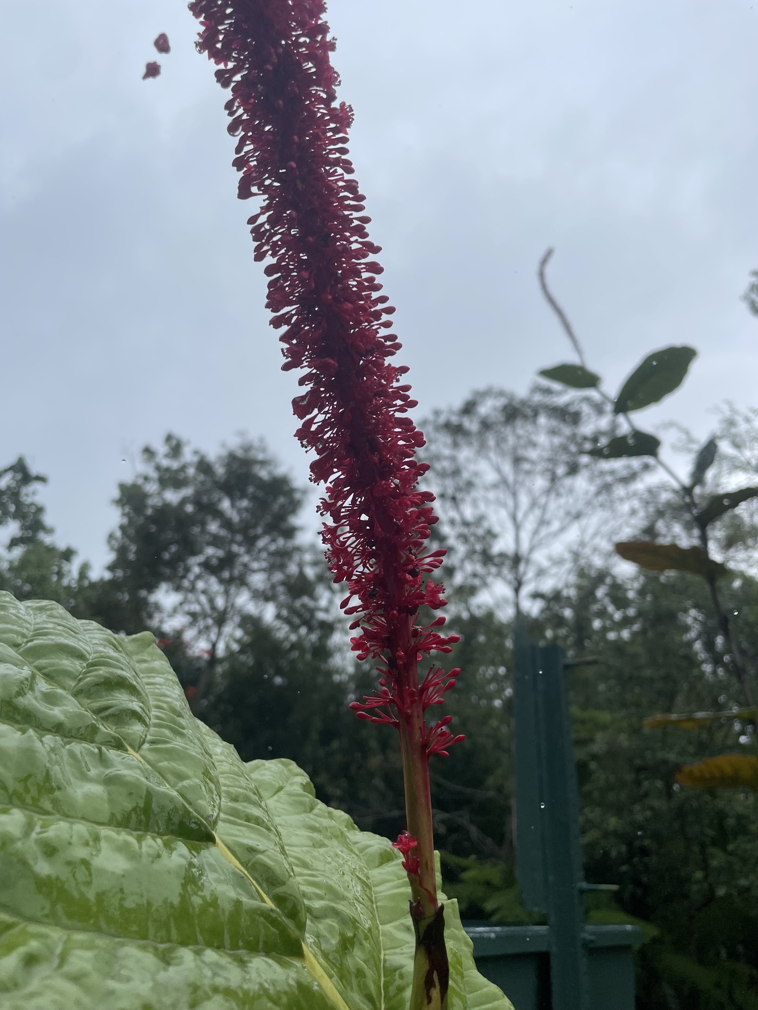 Coccoloba rugosa Desf.