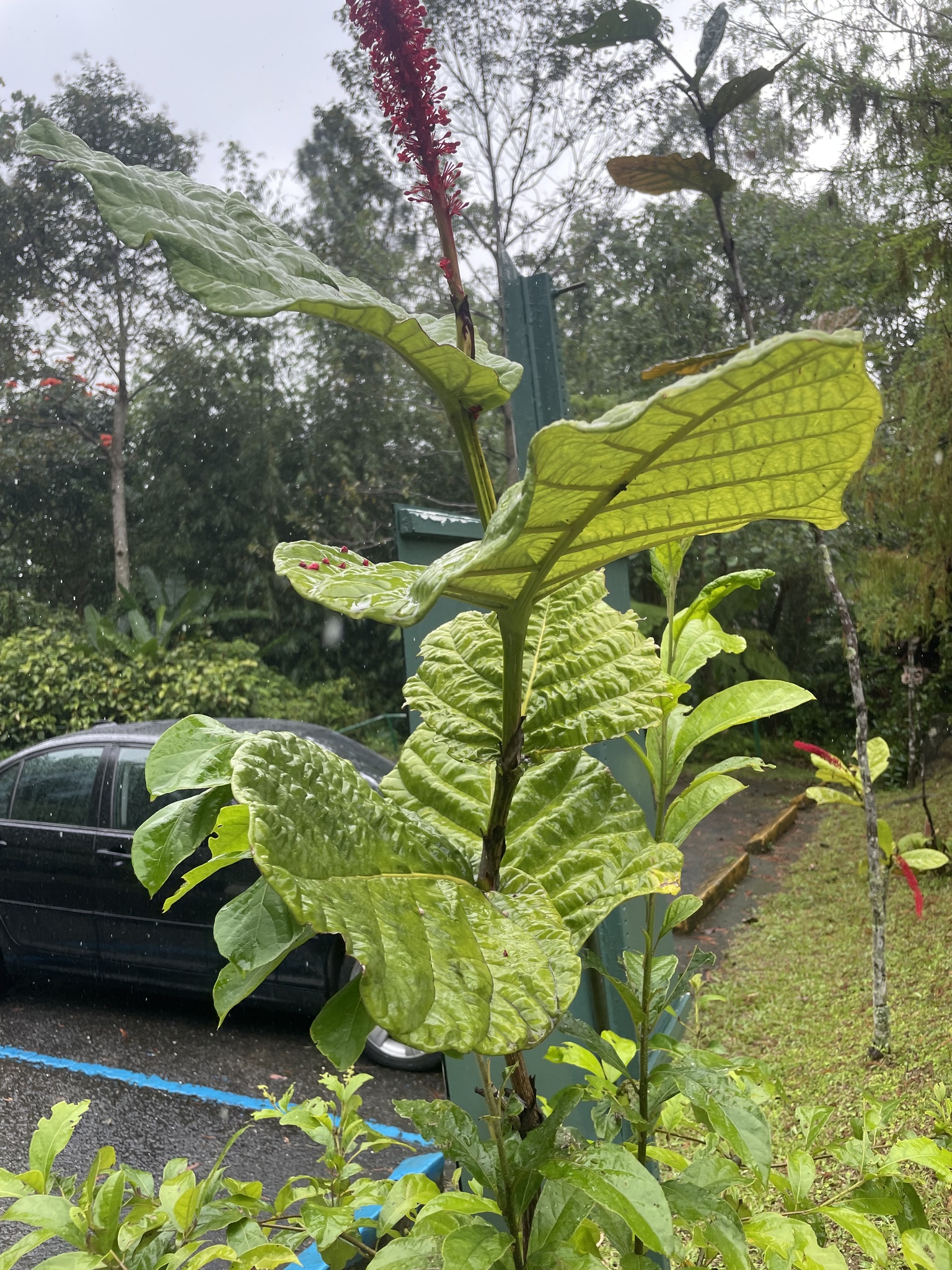 Coccoloba rugosa Desf.