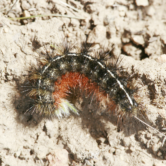 Nevada Tiger Moth from Chopaka, Okanagan-Similkameen, BC, Canada on May ...