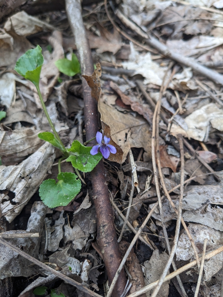 common blue violet from Bayview Village, Toronto, ON, Canada on April ...