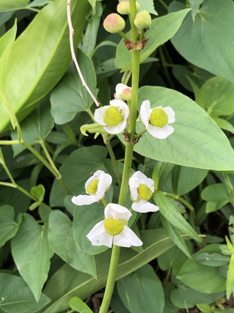 Delta Arrowhead from Fair Park, Dallas, TX, US on April 23, 2023 at 04: ...